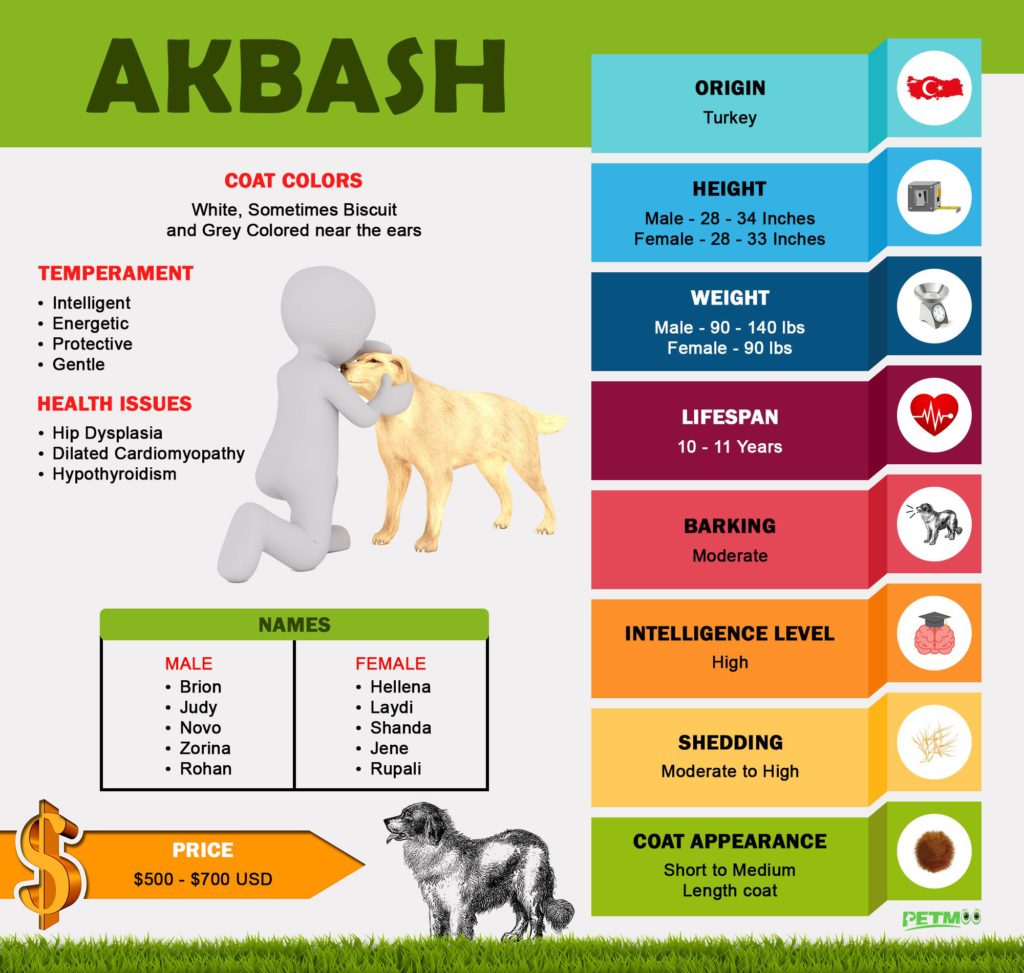 Akbash Dog Breed Information And Personality - Petmoo