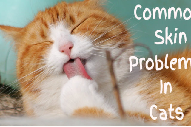 Can FIV Positive And Negative Cats Live Together? - Petmoo