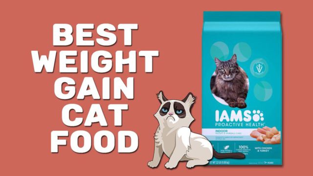 10 Best Cat Food For Weight Gain In 2025 - Tips To Buy High Calorie ...