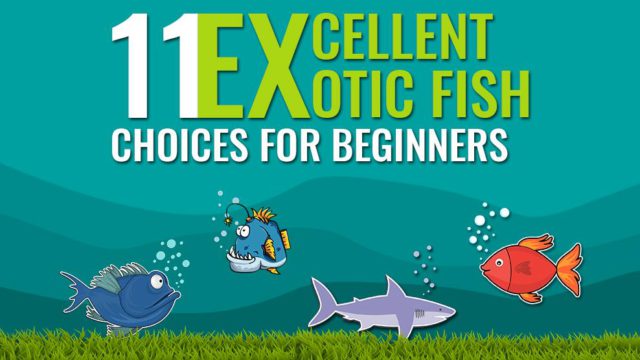 11 Excellent Exotic Fish Choices For Beginners - Petmoo