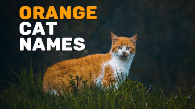 199 Best Orange Cat Names Of 2025 - Petmoo