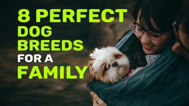 8 Perfect Dog Breeds For A Family - Petmoo