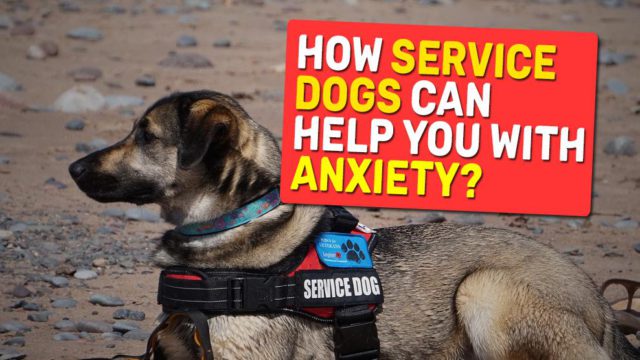 How Service Dogs Can Help You With Anxiety? - Petmoo