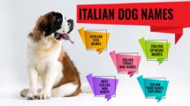 200+ Italian Dog Names That Are Incantevole With Meanings - Petmoo