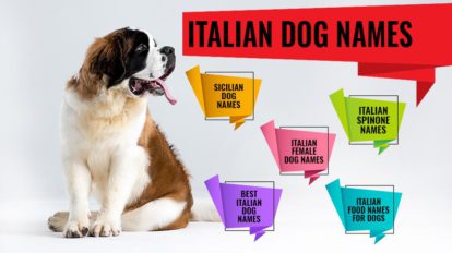 200+ Italian Dog Names That Are Incantevole With Meanings - Petmoo