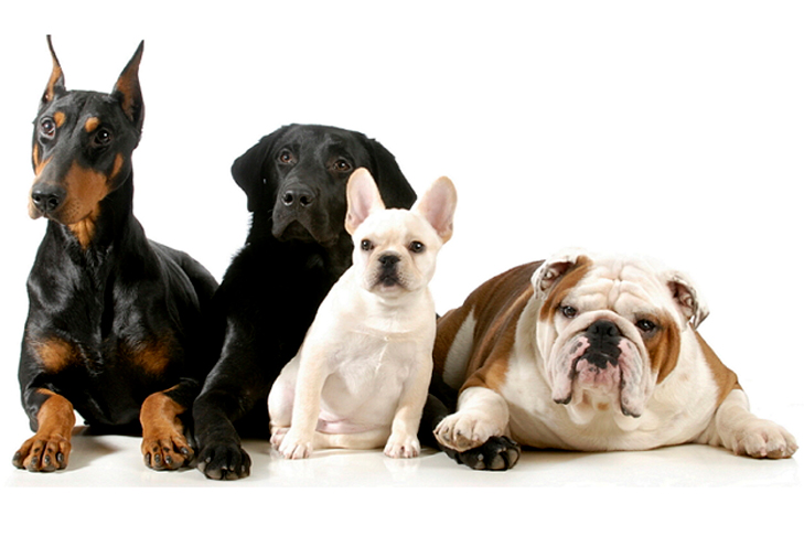 Dog Breeders - Petmoo