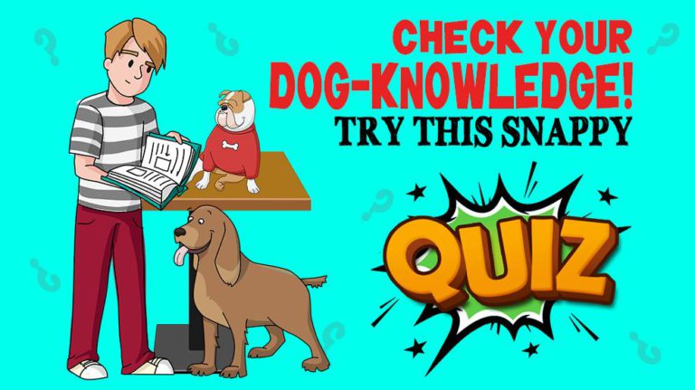 Check Your Dog Knowledge! Try This Snappy Quiz - Petmoo