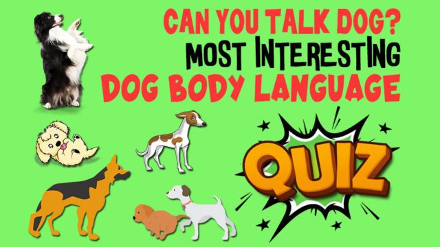 Try This Dog Body Language Quiz! Prove You Can Speak Dog! - Petmoo