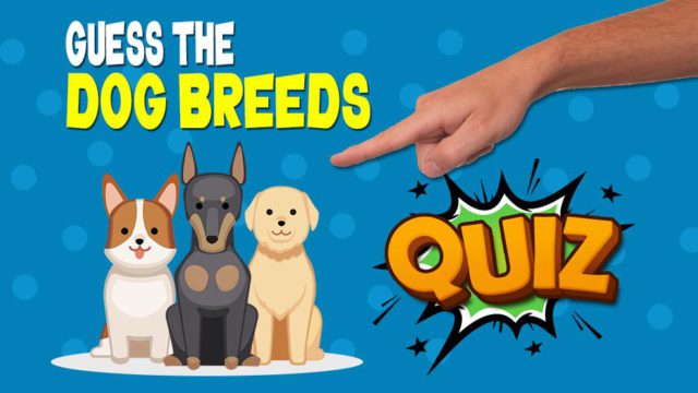 Guess The Dog Breed From The Figure! Try Your Smarts! - Petmoo