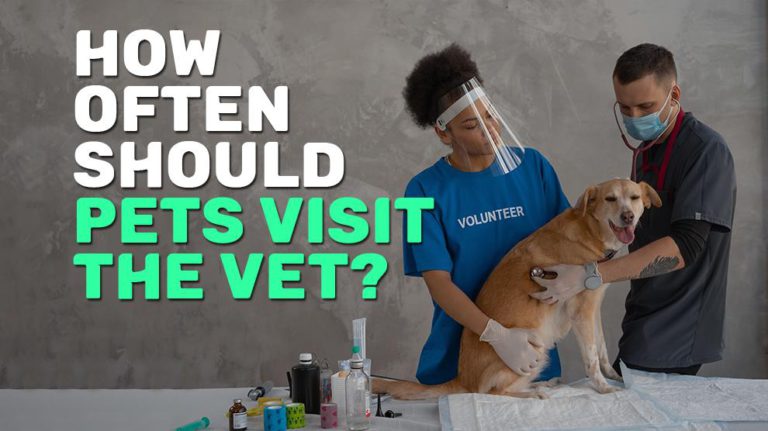 How Often Should Pets Visit The Vet? - Petmoo