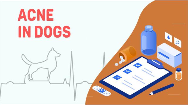Acne In Dogs - Symptoms, Treatment & Home Remedies - Petmoo