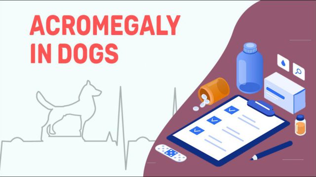Acromegaly In Dogs - Symptoms, Treatment and Remedies - Petmoo