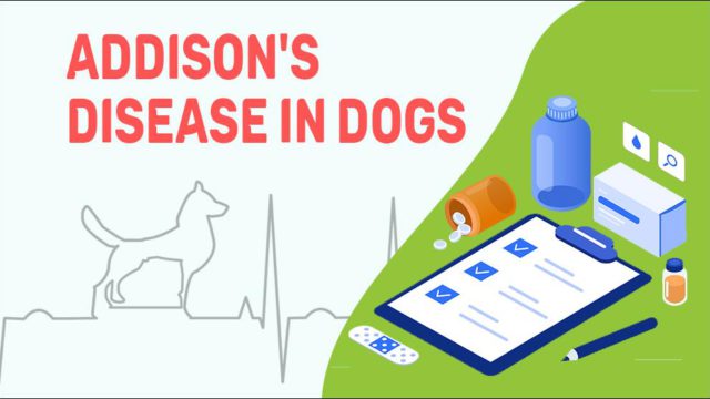 Addison's Disease In Dogs - Petmoo