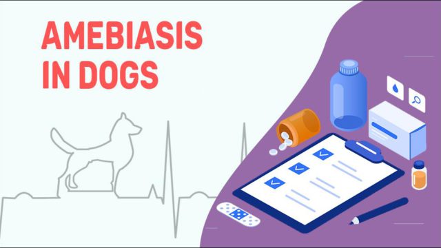 Amebiasis In Dogs - Amoeba Infection - Petmoo