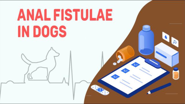 Anal Fistulae In Dogs - Symptoms & Treatment - Petmoo