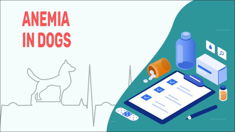 Anemia In Dogs - Causes, Symptoms, & Treatment - Petmoo