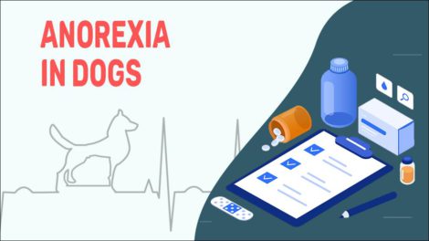Anorexia In Dogs - Petmoo