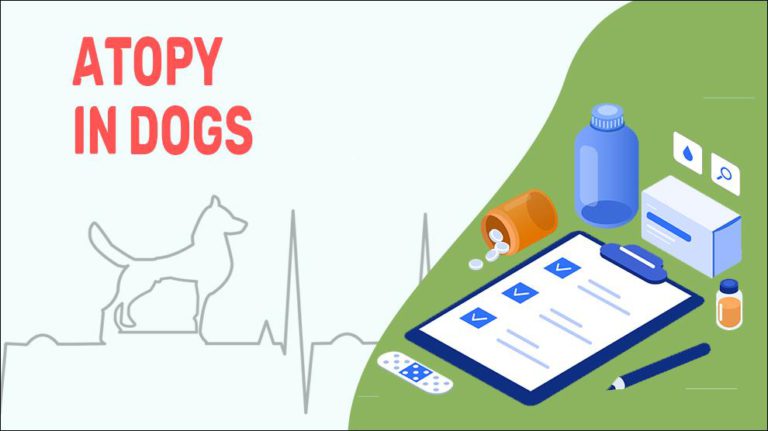 Atopy In Dogs - Petmoo