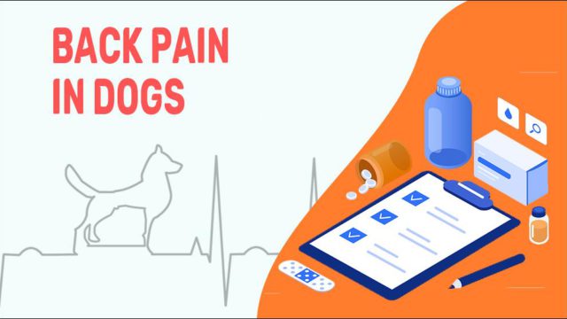 Back Pain In Dogs - Symptoms & Treatments - Petmoo
