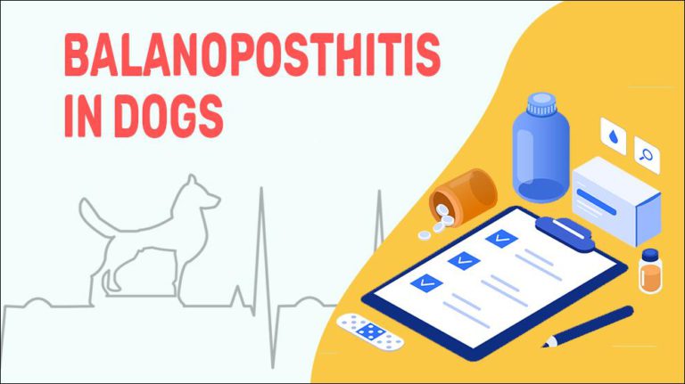 Balanoposthitis In Dogs - Symptoms, Home Remedies & Treatment - Petmoo