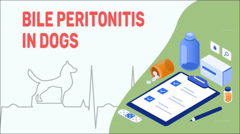Bile Peritonitis In Dogs - Symptoms, Home Remedies & Treatment - Petmoo