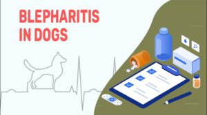 Blepharitis In Dogs - Eyelid Inflammation Signs & Treatments - Petmoo