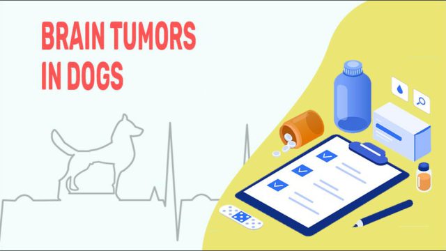 Brain Tumors In Dogs - Petmoo