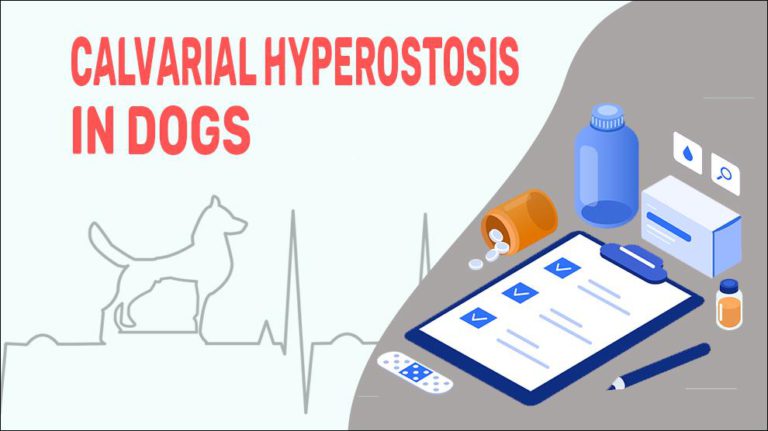 Calvarial Hyperostosis In Dogs - Petmoo