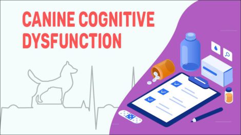 Canine Cognitive Dysfunction - Petmoo