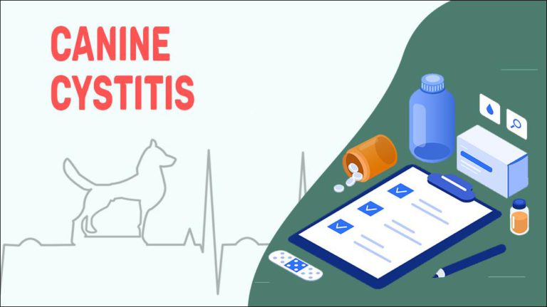 Canine Cystitis - Symptoms & Treatment - Petmoo