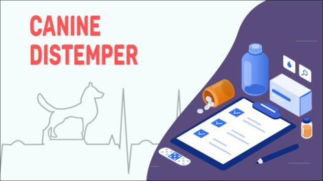 Canine Distemper - Symptoms & Treatment - Petmoo