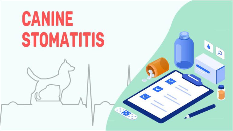 Canine Stomatitis - Symptoms & Treatments - Petmoo