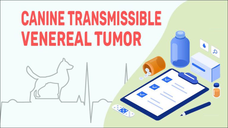Canine Transmissible Venereal Tumor - Petmoo
