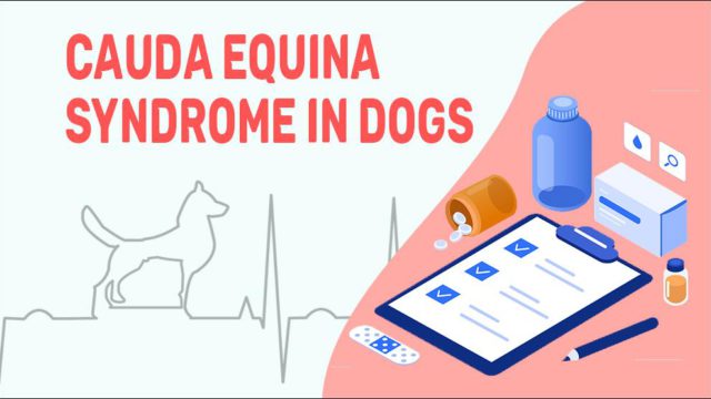 Cauda Equina Syndrome In Dogs - Petmoo
