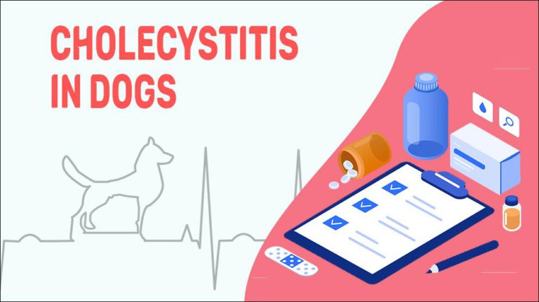 Cholecystitis In Dogs - Petmoo