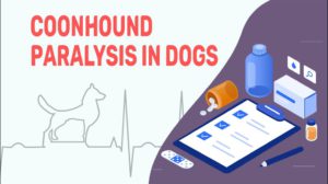 Coonhound Paralysis In Dogs - Petmoo