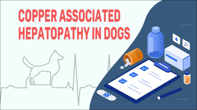 Copper Associated Hepatopathy In Dogs - Petmoo