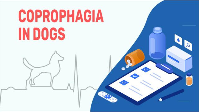 Coprophagia In Dogs: Causes, Diagnosis & Treatment - Petmoo