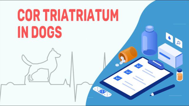 Cor Triatriatum In Dogs - Symptoms, Causes, Diagnosis & Treatment - Petmoo