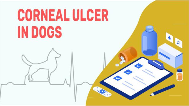 Corneal Ulcer In Dogs - Diagnosis & Treatment - Petmoo