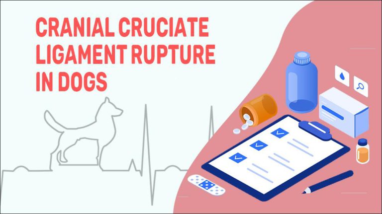 Cranial Cruciate Ligament Rupture In Dogs - Petmoo