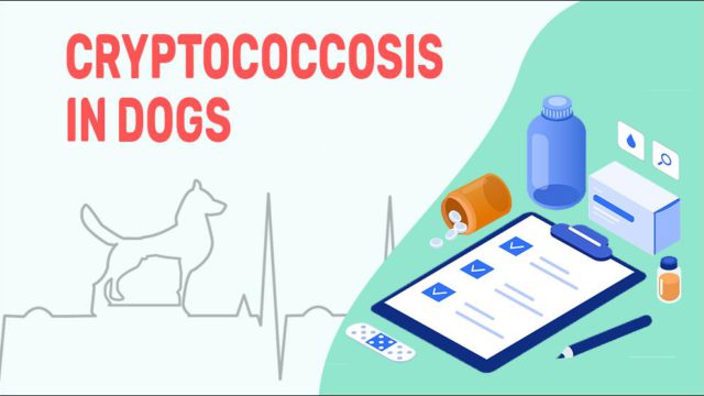 Cryptococcosis In Dogs - Petmoo