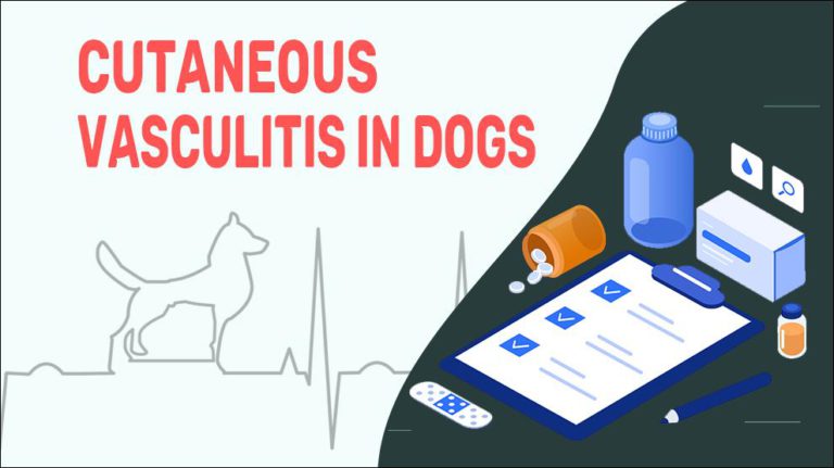 Cutaneous Vasculitis In Dogs - Petmoo