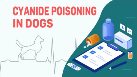 Cyanide Poisoning In Dogs - Symptoms & Treatments - Petmoo