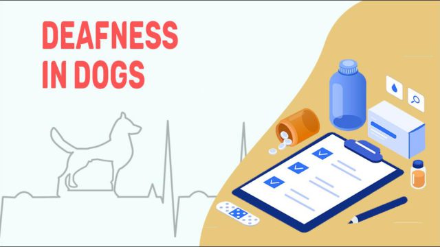 Deafness And Hearing Loss In Dogs - Petmoo