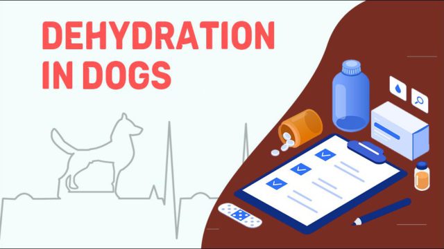Dehydration In Dogs - Symptoms, Causes, & Treatments - Petmoo