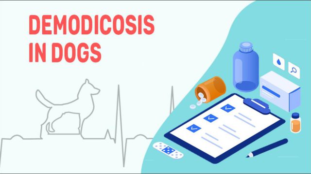 Demodicosis In Dogs - Symptoms, Causes & Diagnosis - Petmoo