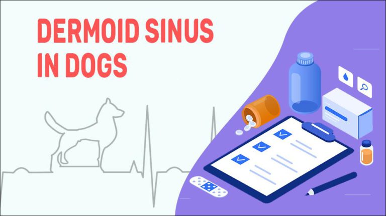 Dermoid Sinus In Dogs - Symptoms And Treatments - Petmoo