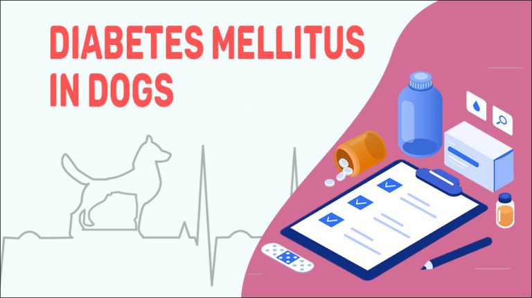 Diabetes Mellitus In Dogs - Symptoms, Causes, Diagnosis, & Treatment ...