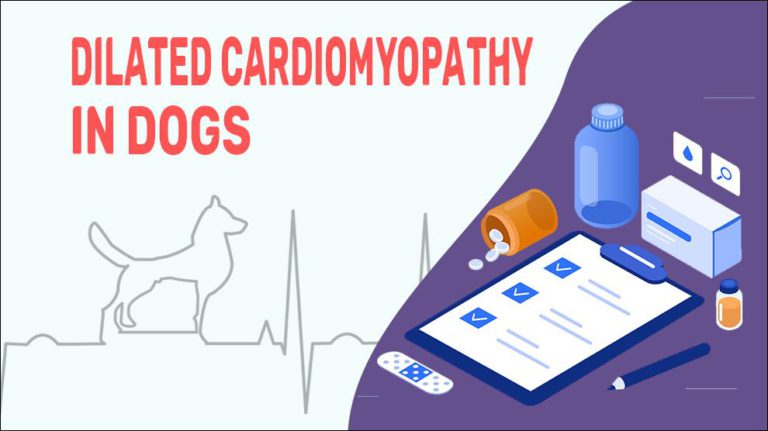 Dilated Cardiomyopathy In Dogs - Petmoo